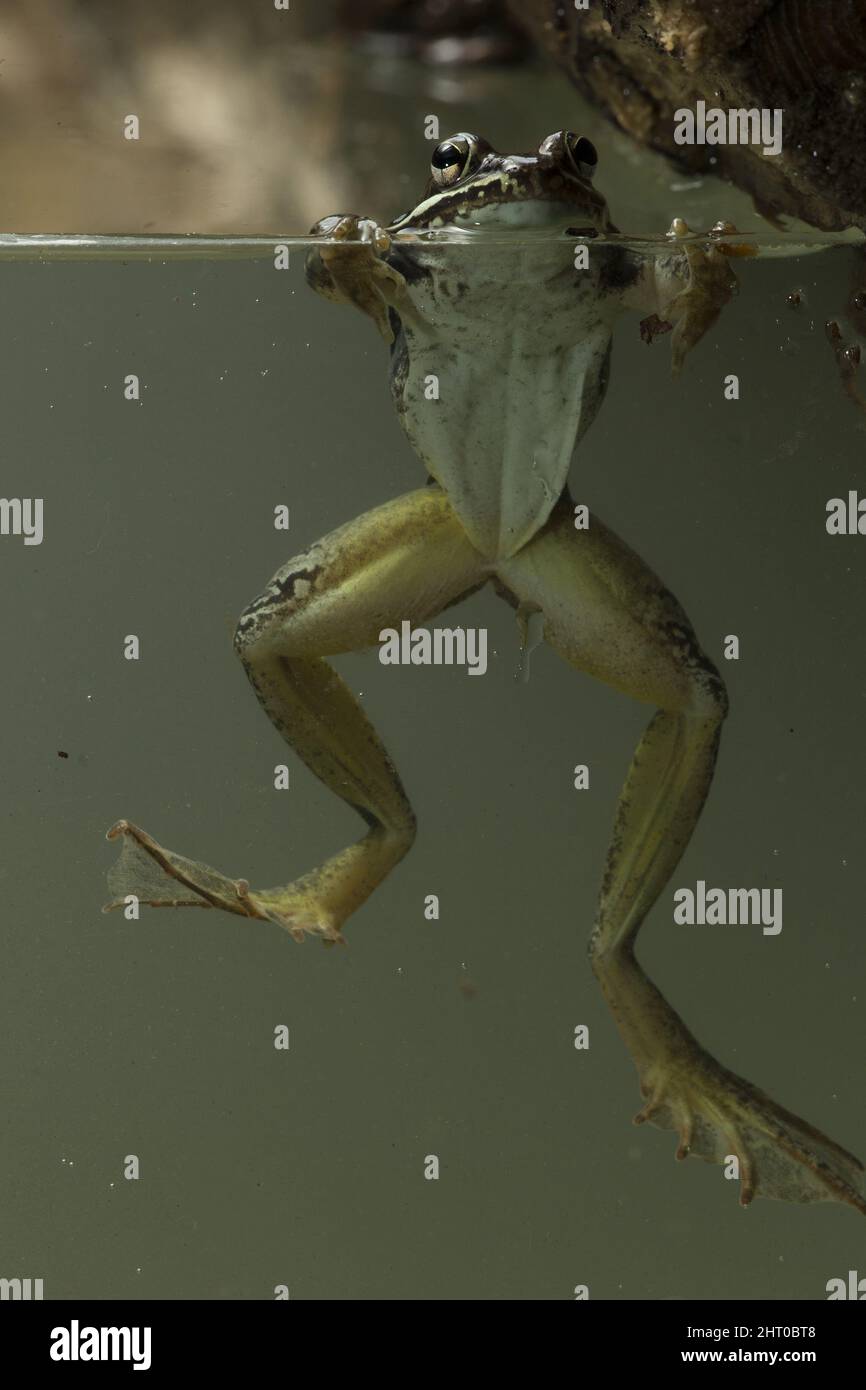 Wood frog (Rana sylvatica) vertical in water, split level shot. Origin ...