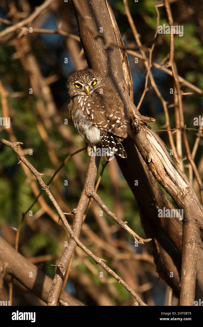 African barred owlet (Glaucidium capense), an owl only about 20 cm long ...