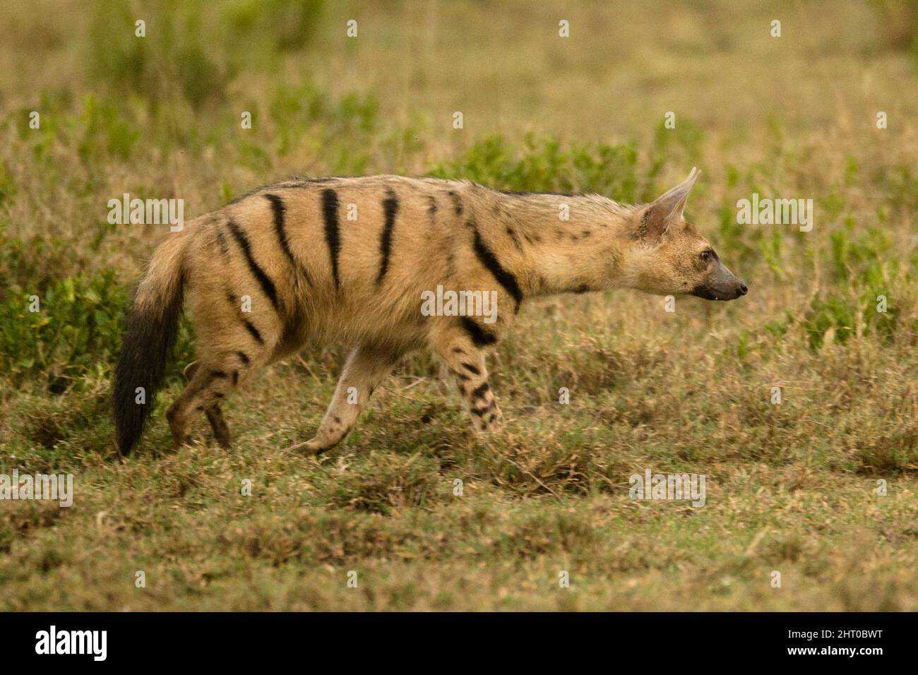 Aardwolf hi-res stock photography and images - Alamy