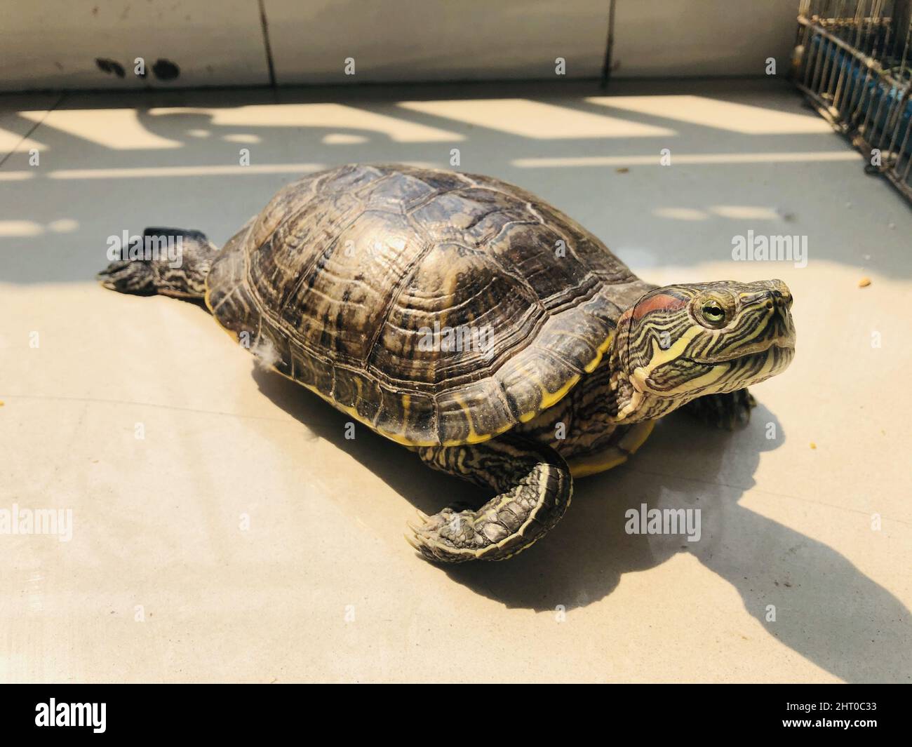 Closeup of a red-eared slider turtle on a white pavement Stock Photo ...