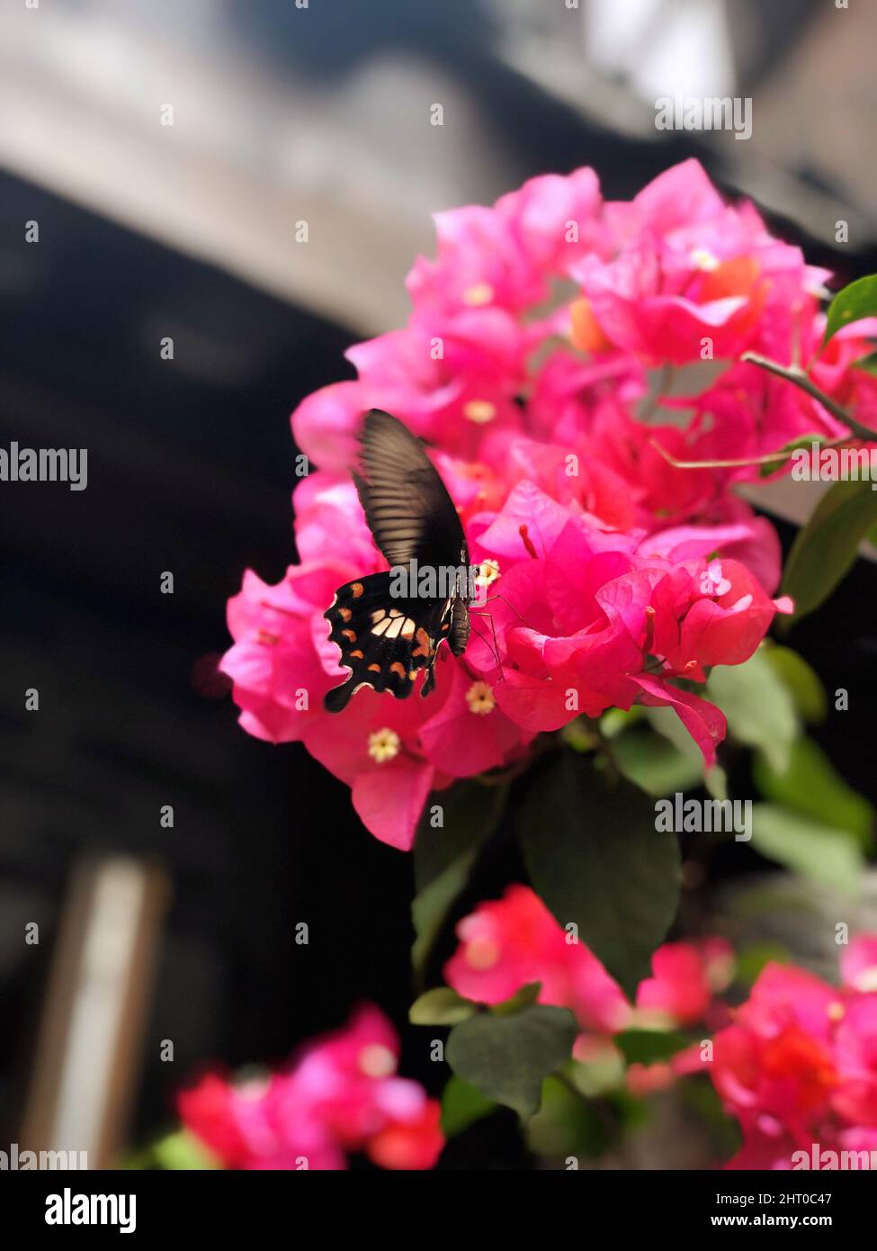 Common mormon butterfly gathering nectar from pink bougainvillea ...