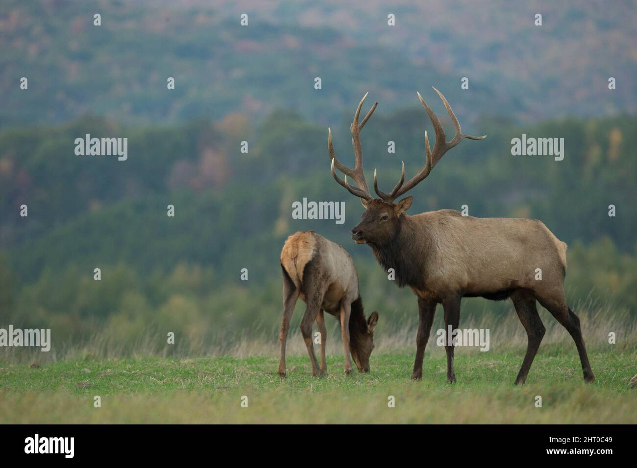 Elk (Cervus canadensis), bull and cow grazing in the viewing area of ...