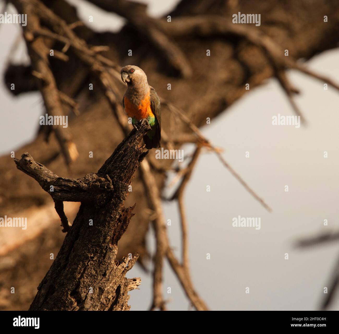 Red-bellied parrot (Poicephalus rufiventris) on a dead branch. Samburu ...