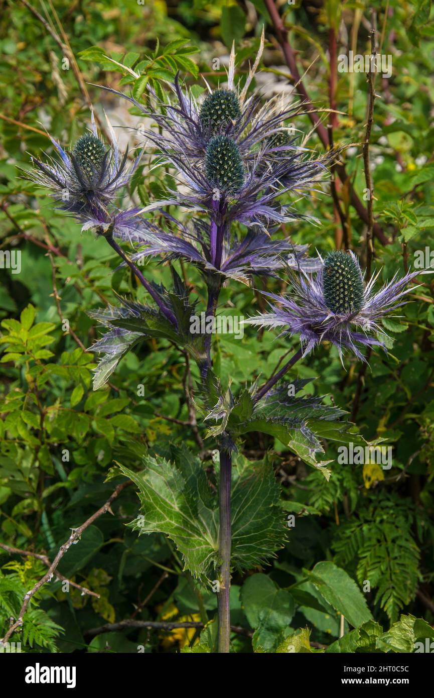 Vertical closeup of Eryngium planum, the blue eryngo or flat sea holly ...