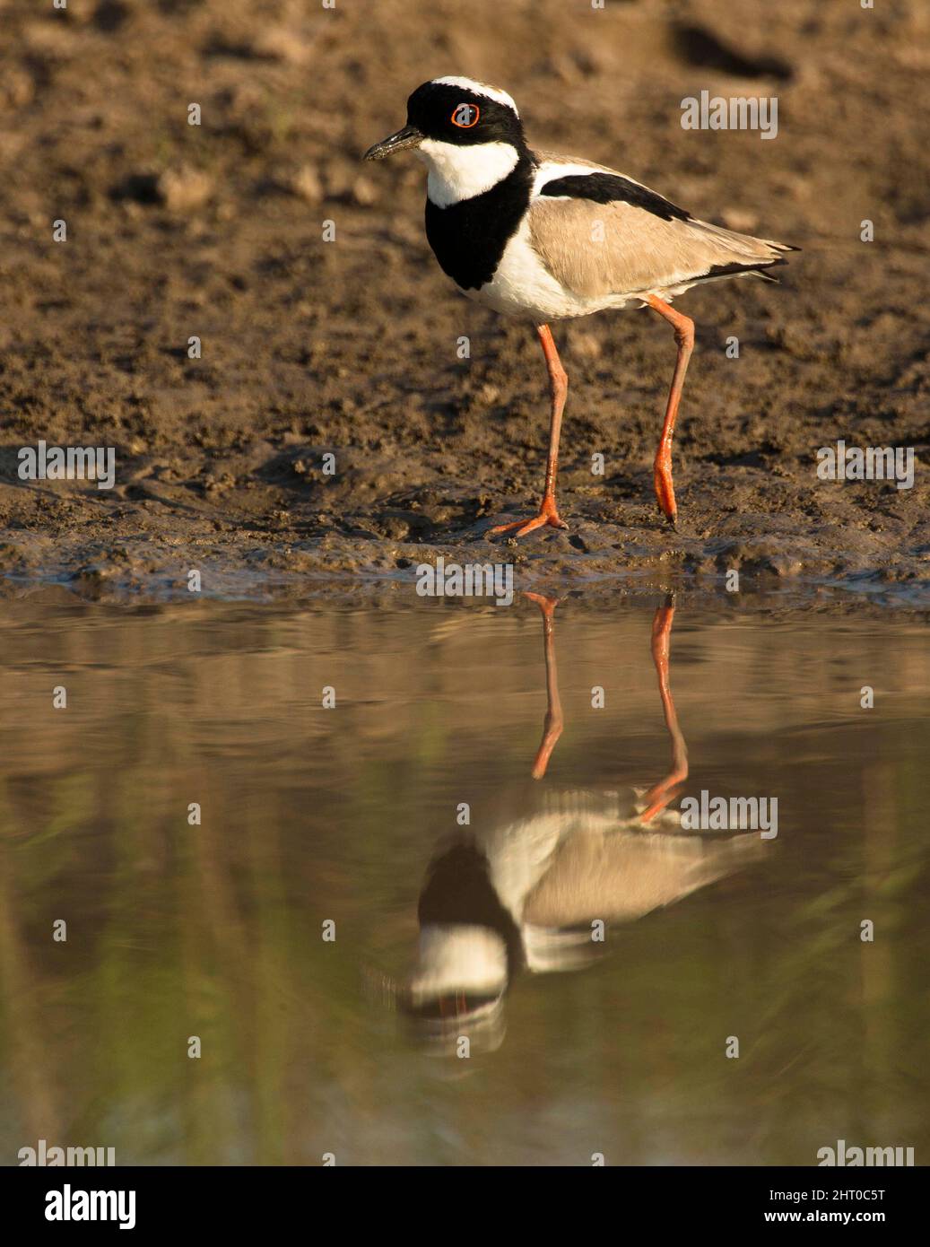 Pied lapwing (Vanellus cayanus) on a river bank. Northern Pantanal ...