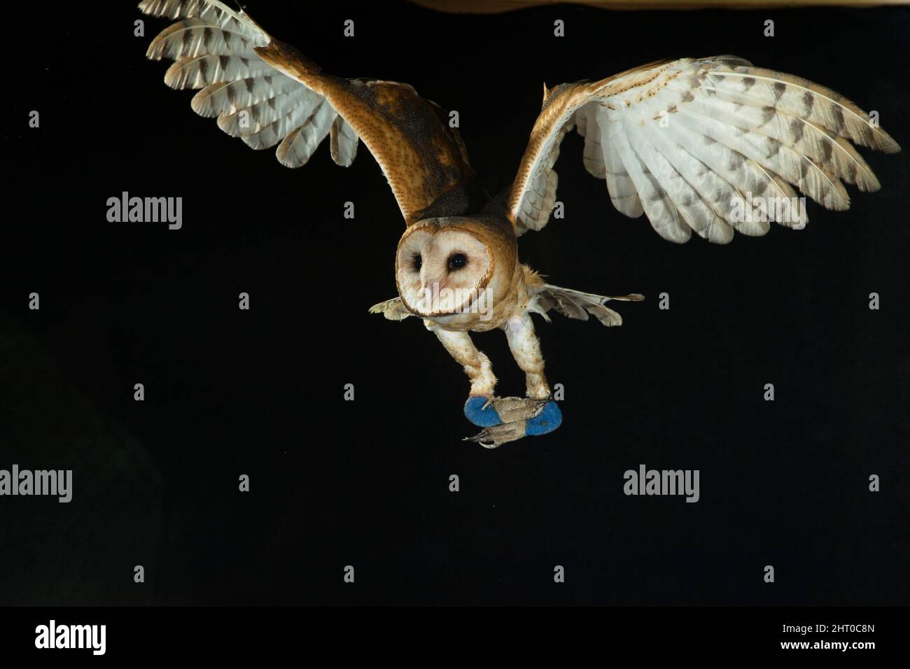 Masked owl hi-res stock photography and images - Alamy