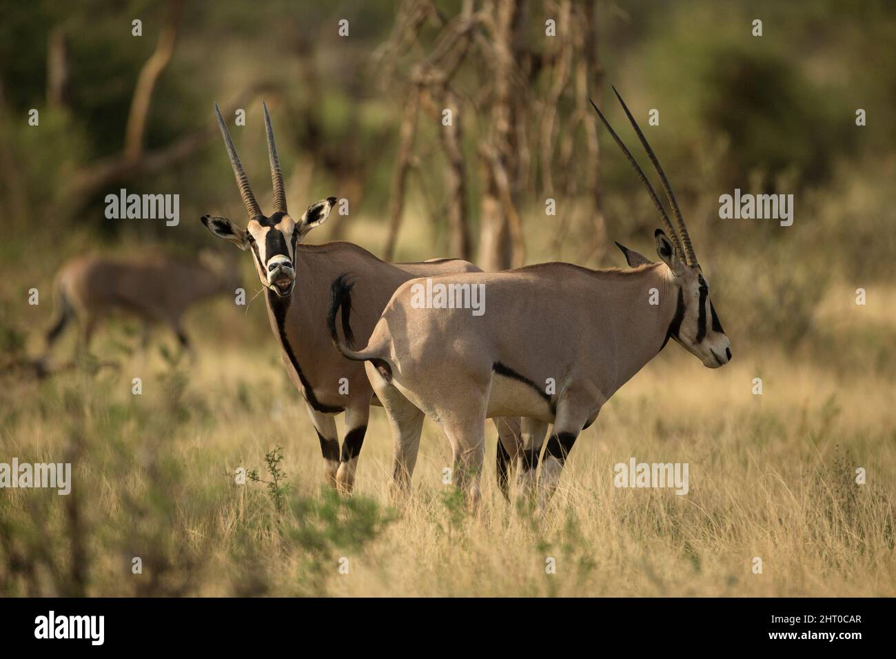 Both males and females have horns hi-res stock photography and images ...