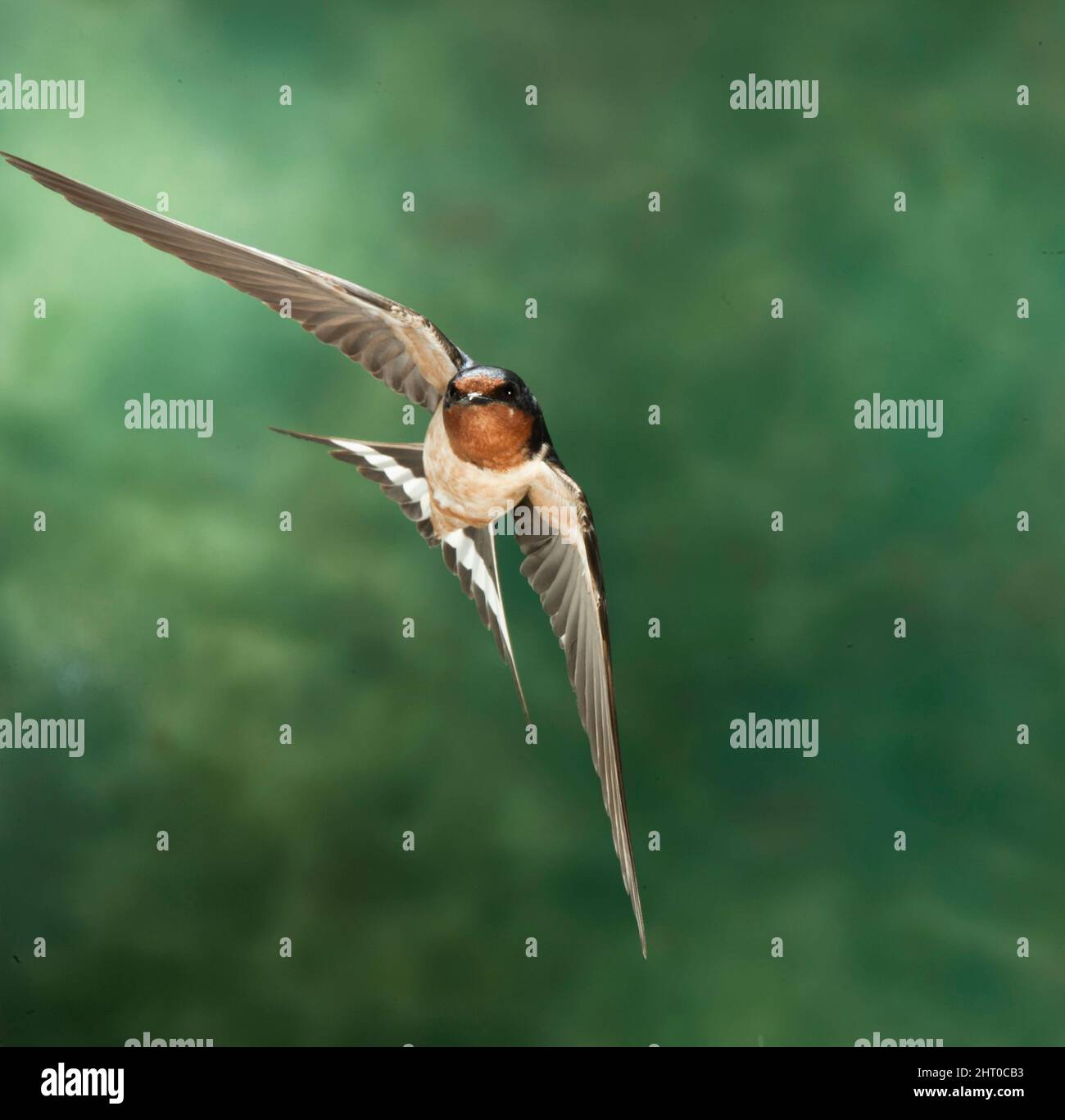 Barn swallow (Hirundo rustica) wheeling in flight. Pennsylvania, USA ...