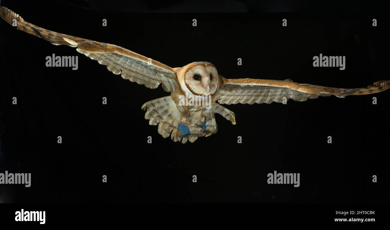 Barn owl (Tyto alba) in flight with prey in the talons. Pennsylvania ...