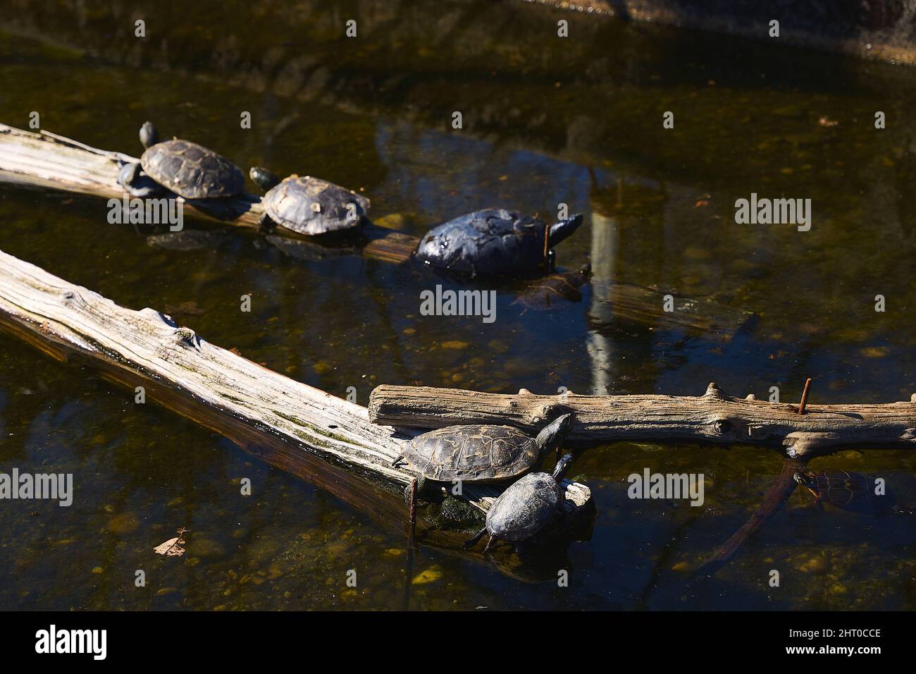 View of the turtles on the trunk in the lake Stock Photo - Alamy
