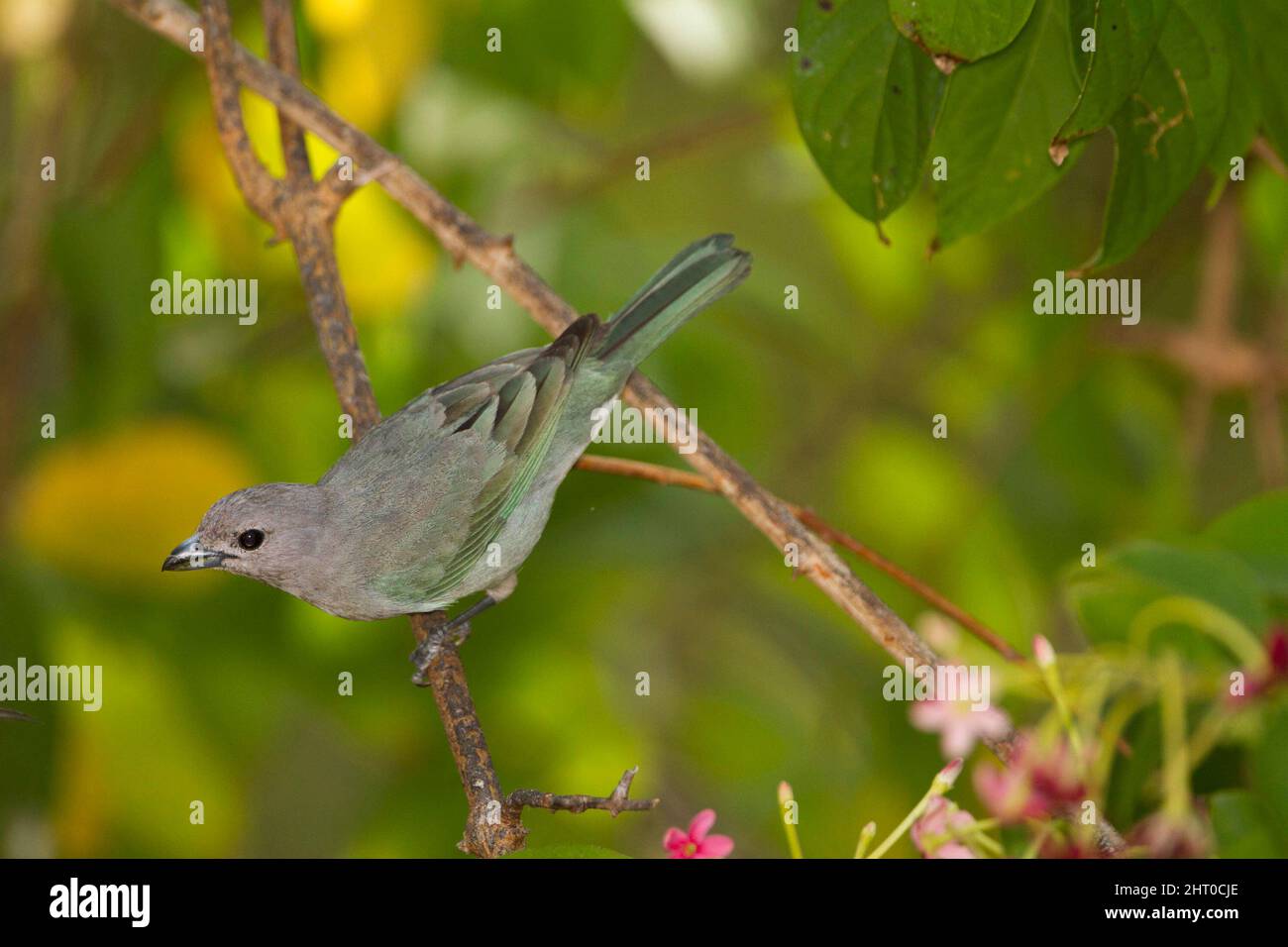 Sayaca tanager (Thraupis sayaca) female on a twig in forest. Northern ...