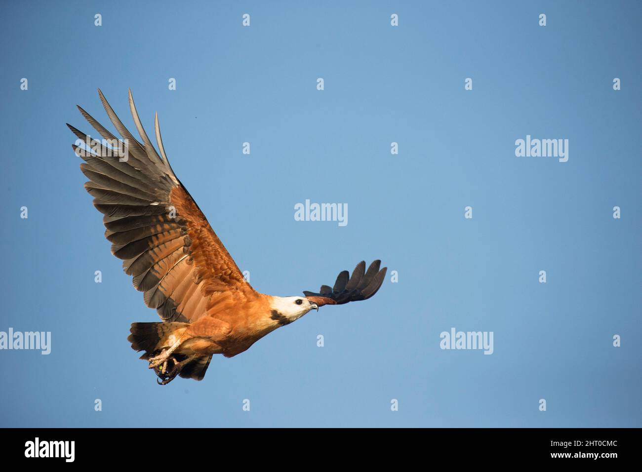 Black-collared hawk (Busarellus nigricollis) in flight with a fish in ...