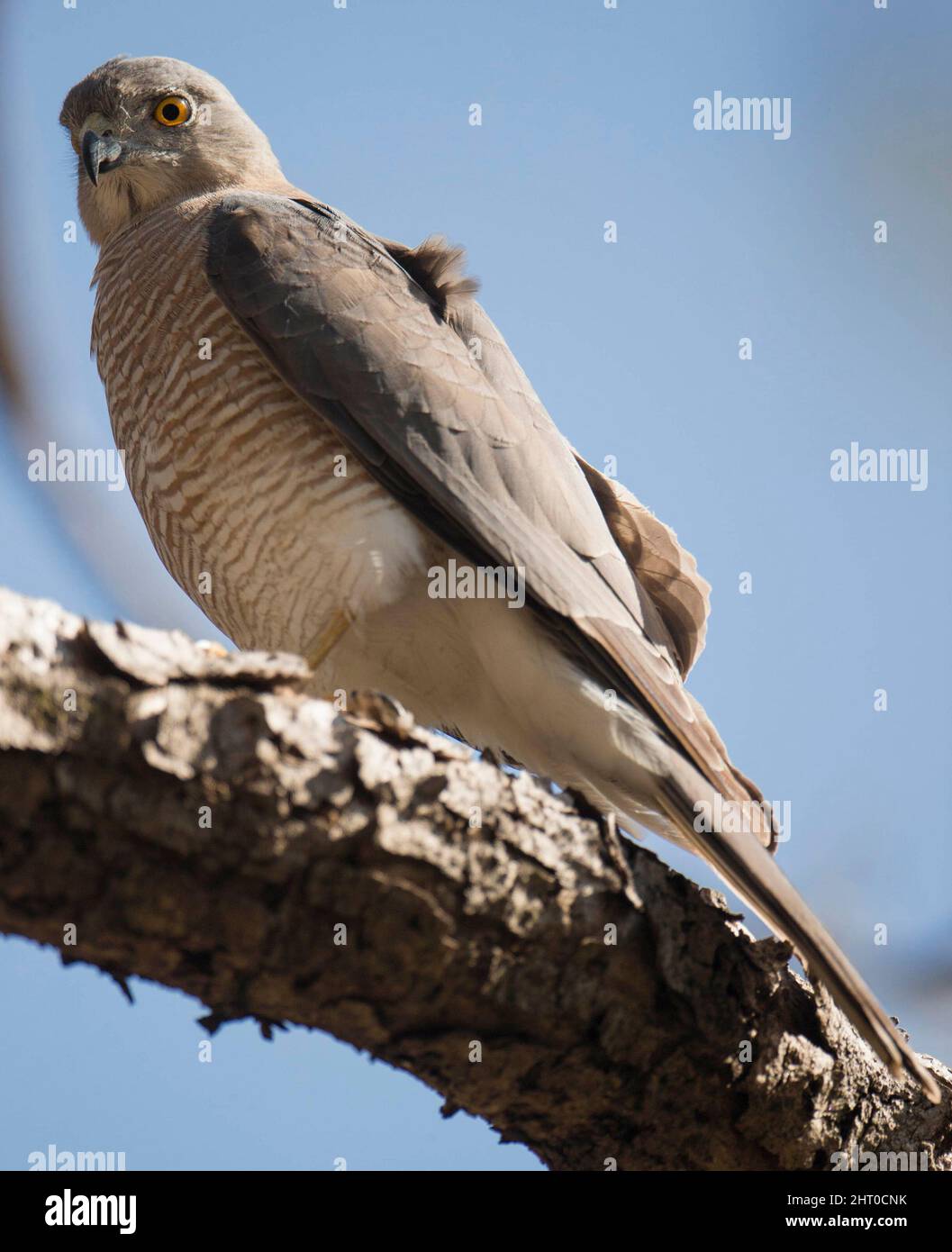 Kanha bird birds of kanha national park hi-res stock photography and ...