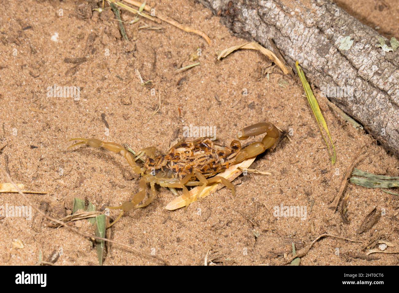 Striped Bark Scorpion Babies