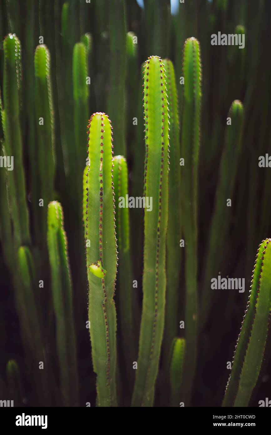 Vertical shot of tall green cactus plants Stock Photo - Alamy