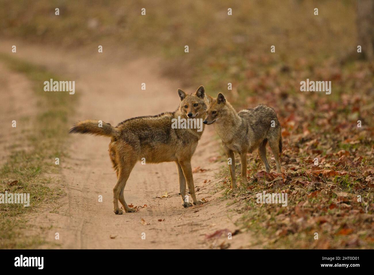 Indian jackal scavenging hi-res stock photography and images - Alamy