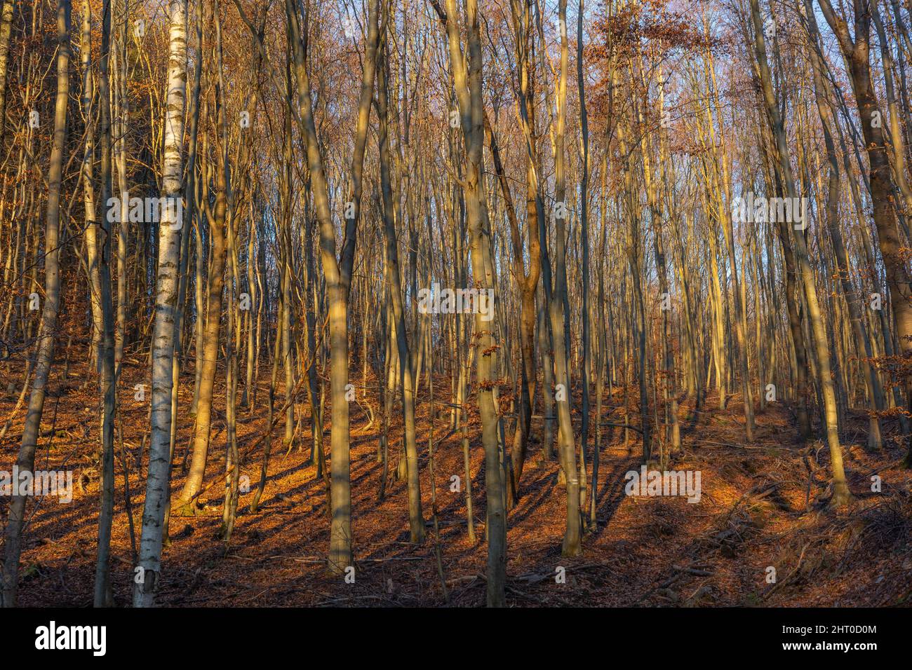 Beech trees in late autumn sun Stock Photo - Alamy