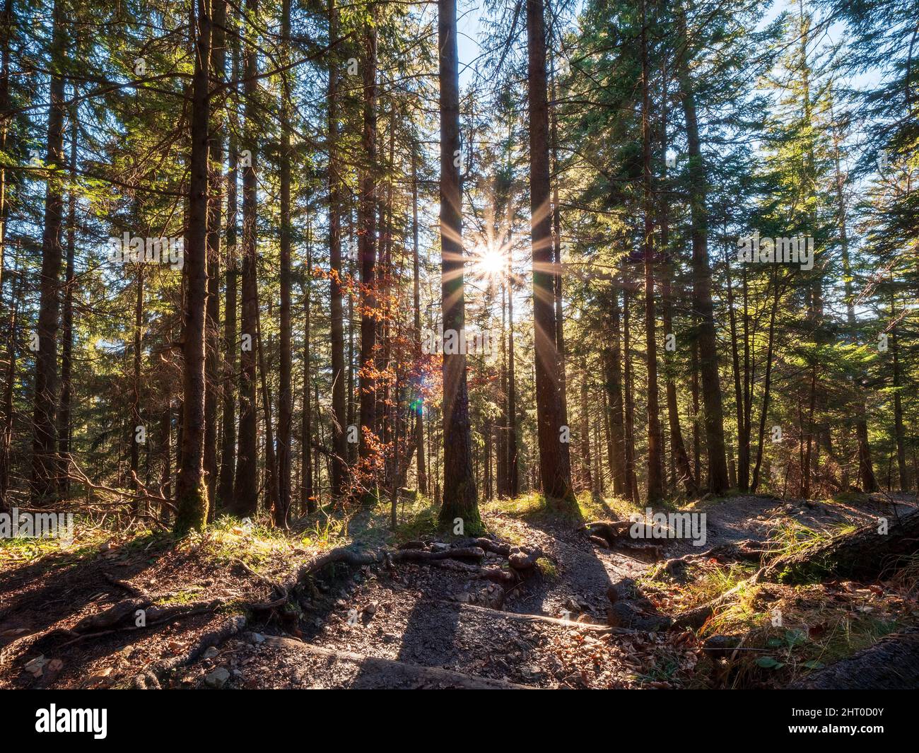Sun rays shining behind the forest trees as the guidance for the right ...