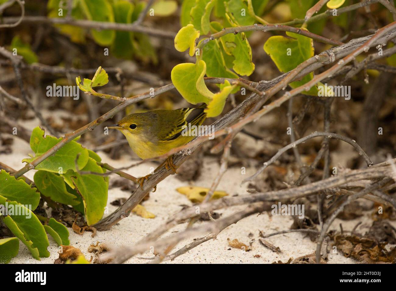 Yellow warbler (Setophaga petechia) in a shrub on a beach. Espanola ...