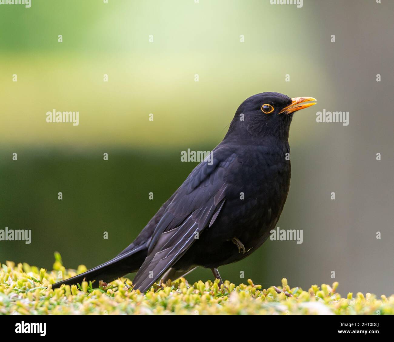 Common blackbird (Turdus merula) male. Portrait bird photography ...