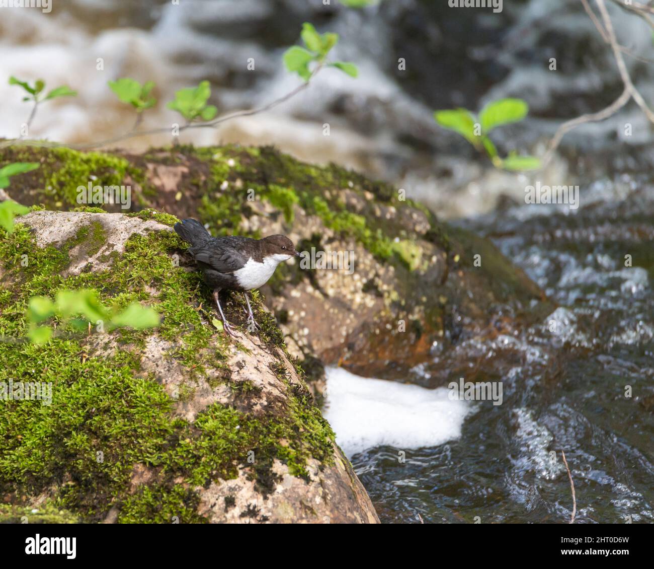 White throated dipper, sitting on a stone in the river Stock Photo - Alamy