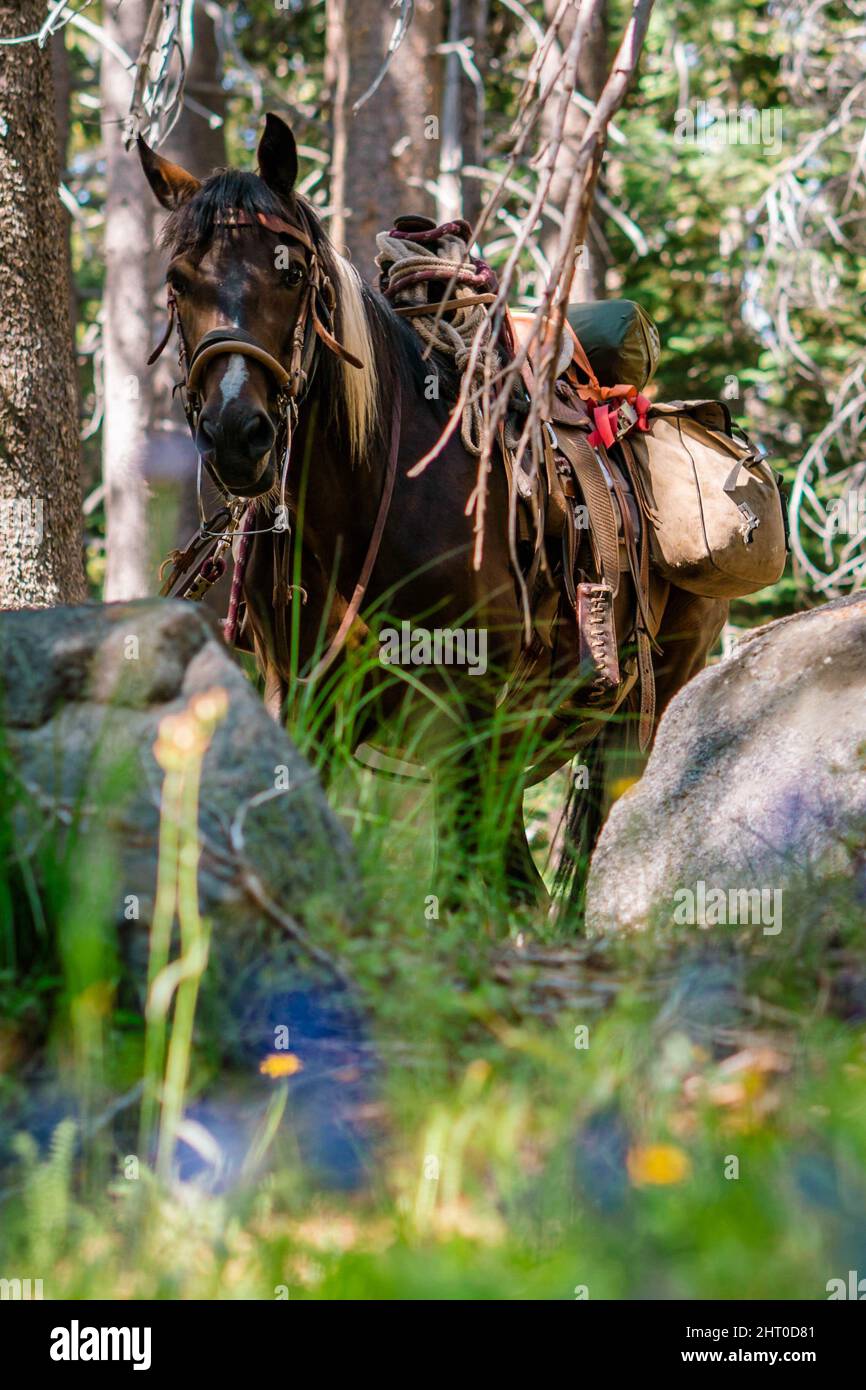 Loaded horse hi-res stock photography and images - Alamy