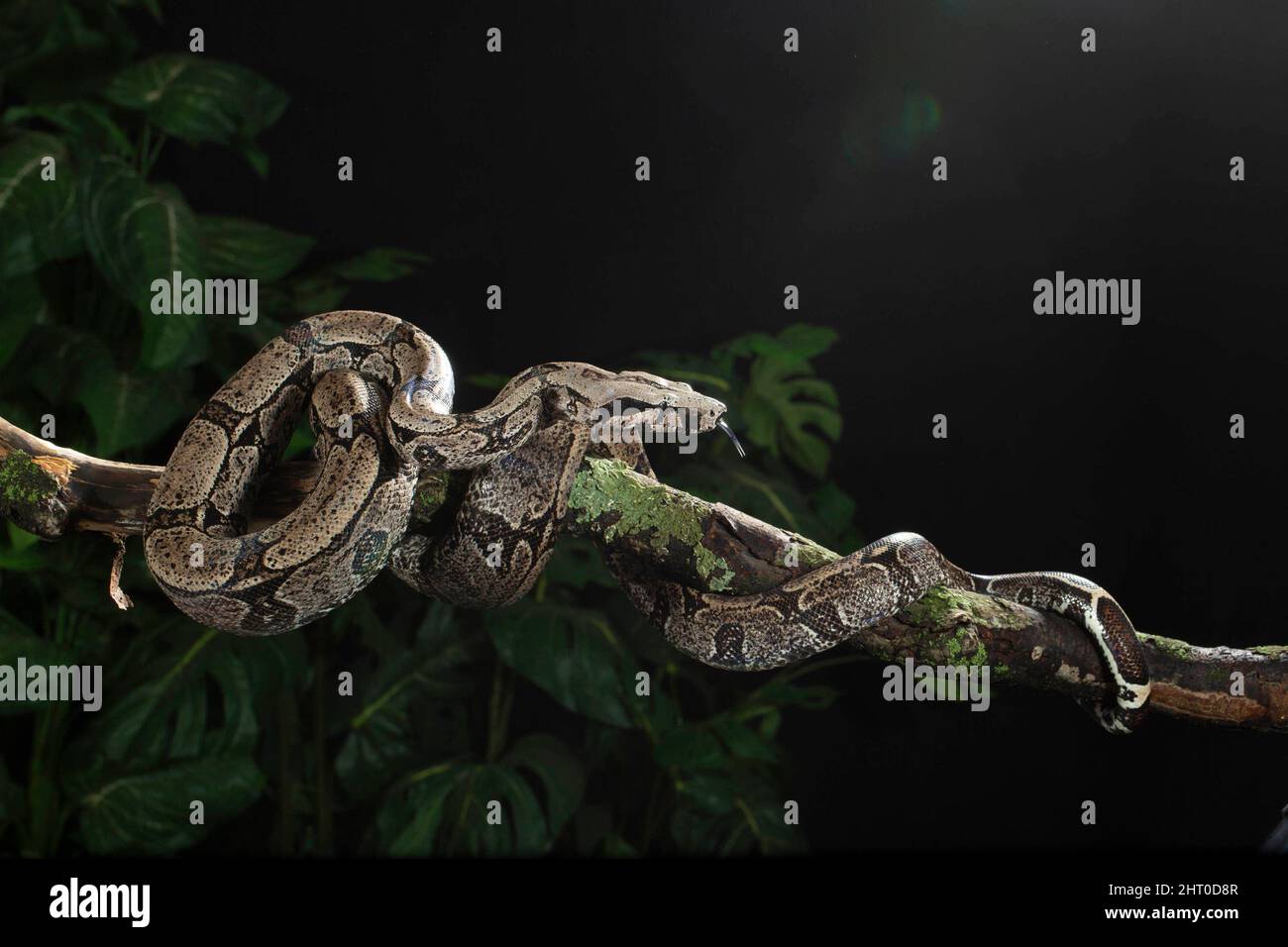 Boa constrictor Boa constrictor constrictor) coiled around a branch ...