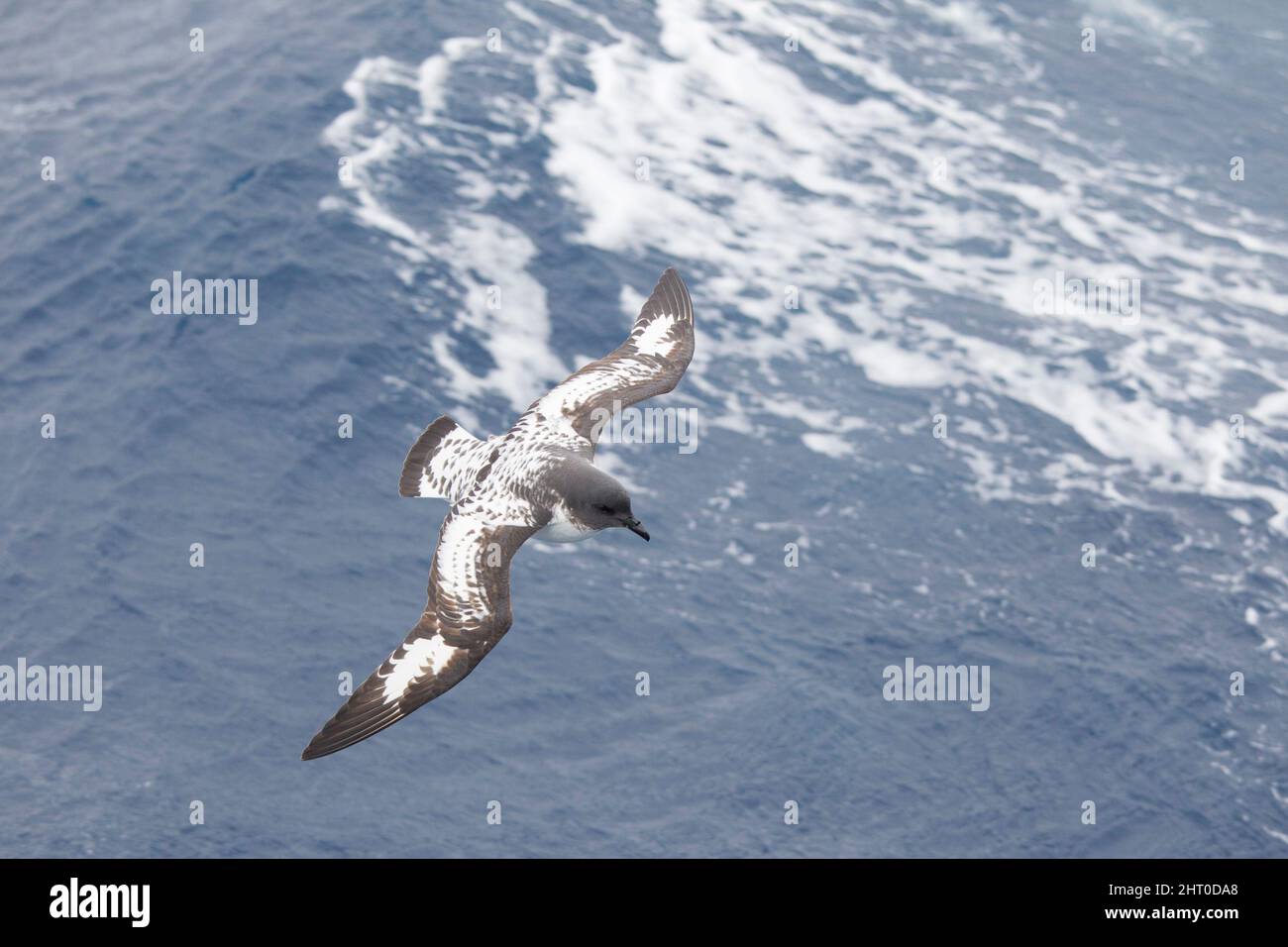 Cape petrel (Daption capense) in flight over the ocean. South Georgia ...