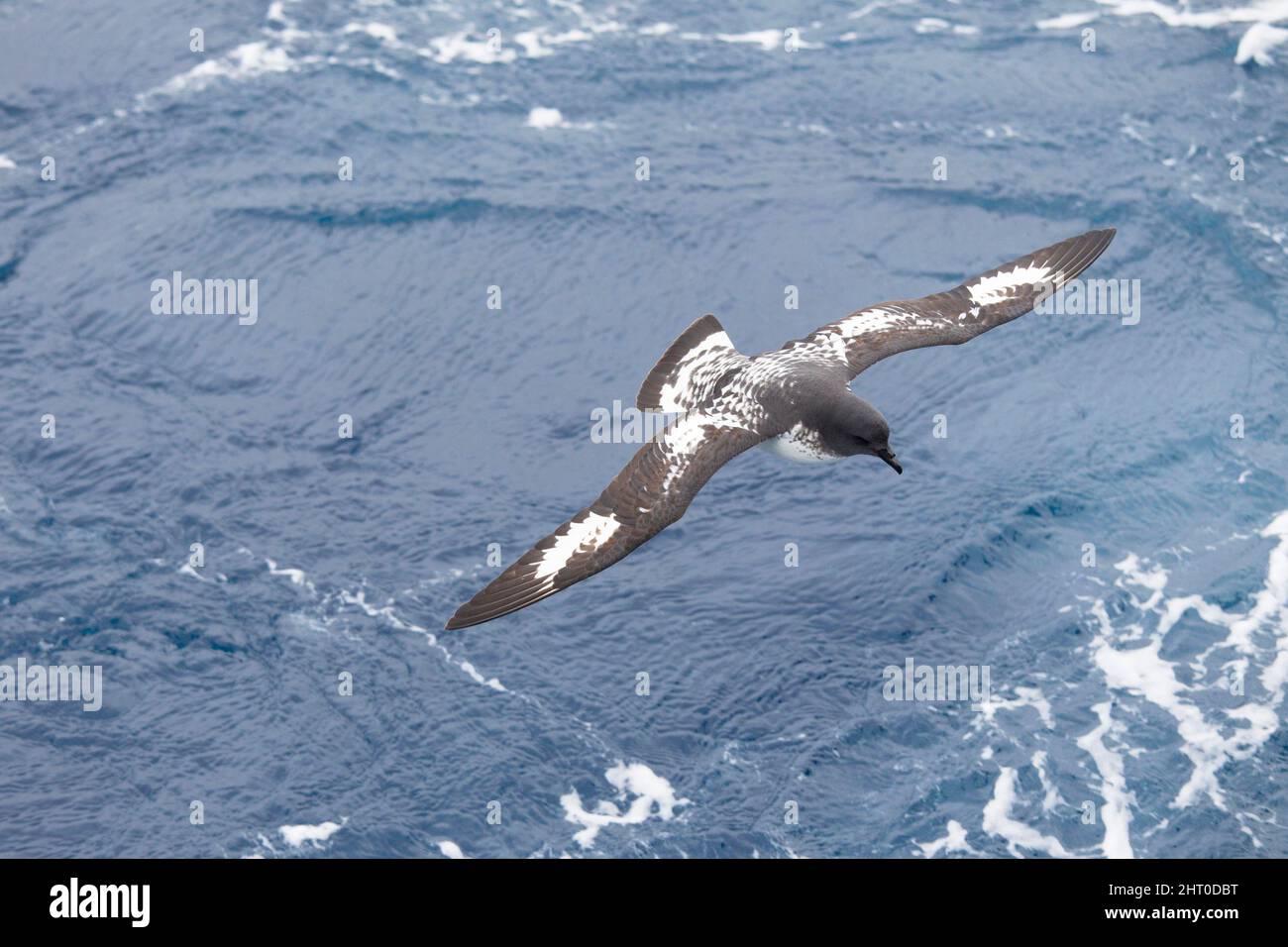 Cape petrel (Daption capense) in flight over the ocean. South Georgia ...