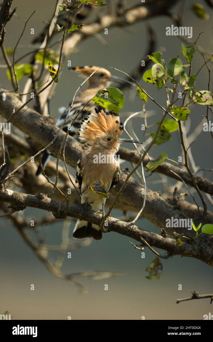 Eurasian hoopoe (Upupa epops) in a tree in a courtship display. Kanha ...