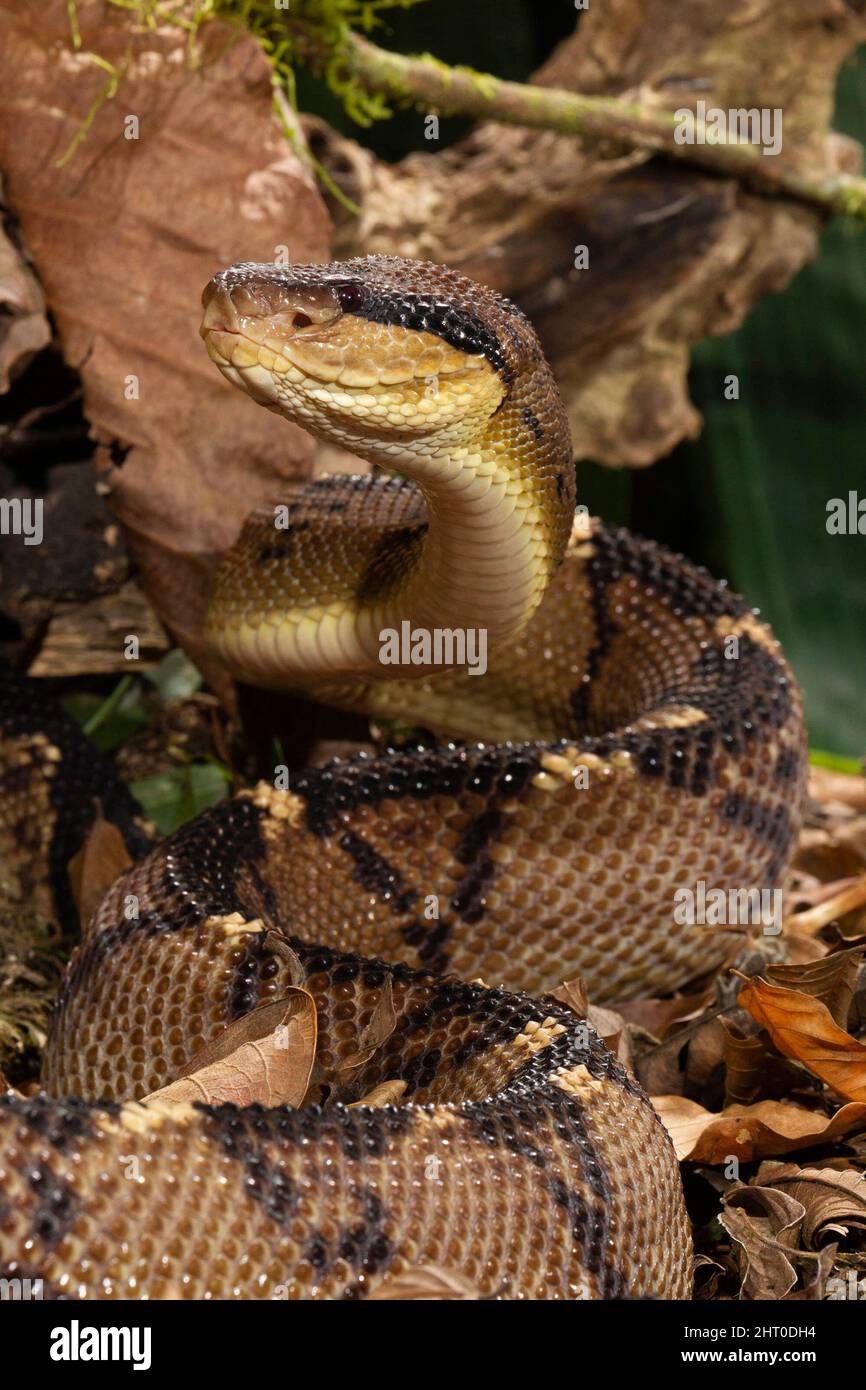 Central American bushmaster (Lachesis stenophrys) in leaf litter. A ...