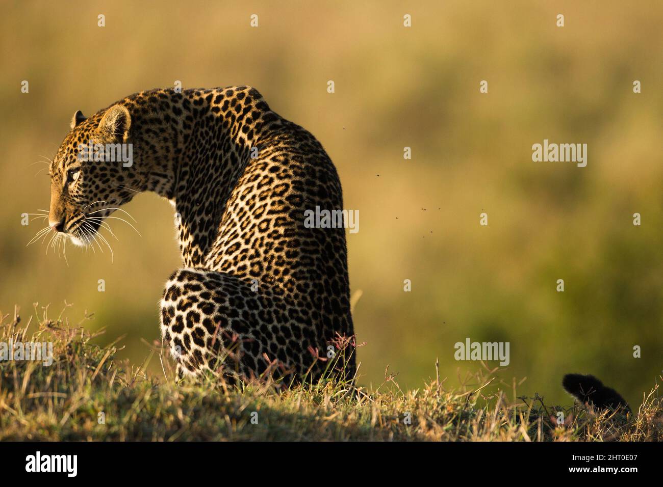 Leopard (Panthera pardus), sitting, resting. Upper Mara, Masai Mara ...