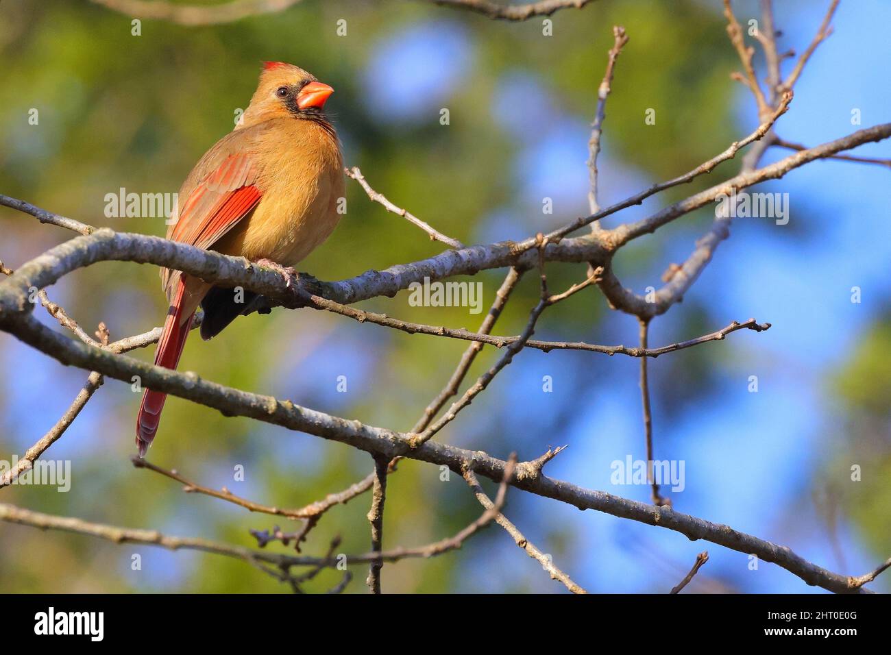 Closeup of the female northern cardinal. Cardinalis cardinalis Stock ...