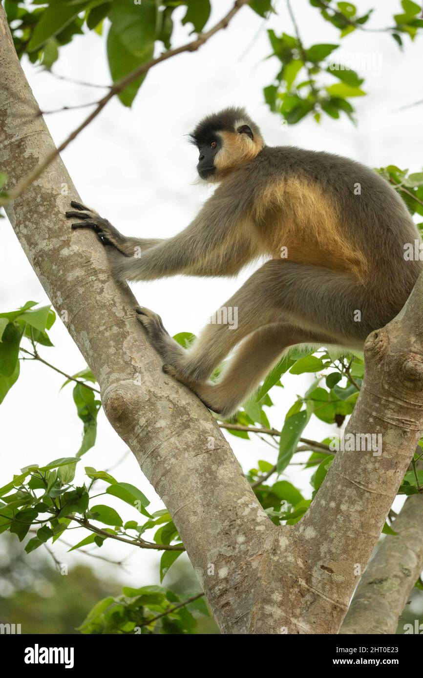 Blond-bellied apped langur (Trachypithecus pileatus pileatus ...