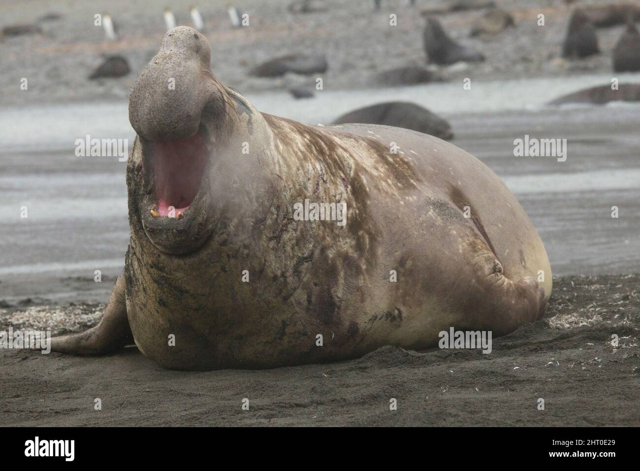 Southern elephant seal (Mirounga leonina) bull on a beach, bellowing ...