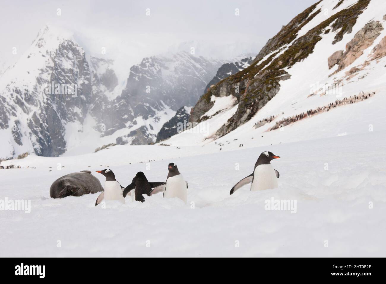 Gentoo penguin (Pygoscelis papua) small group in deep snow among ...