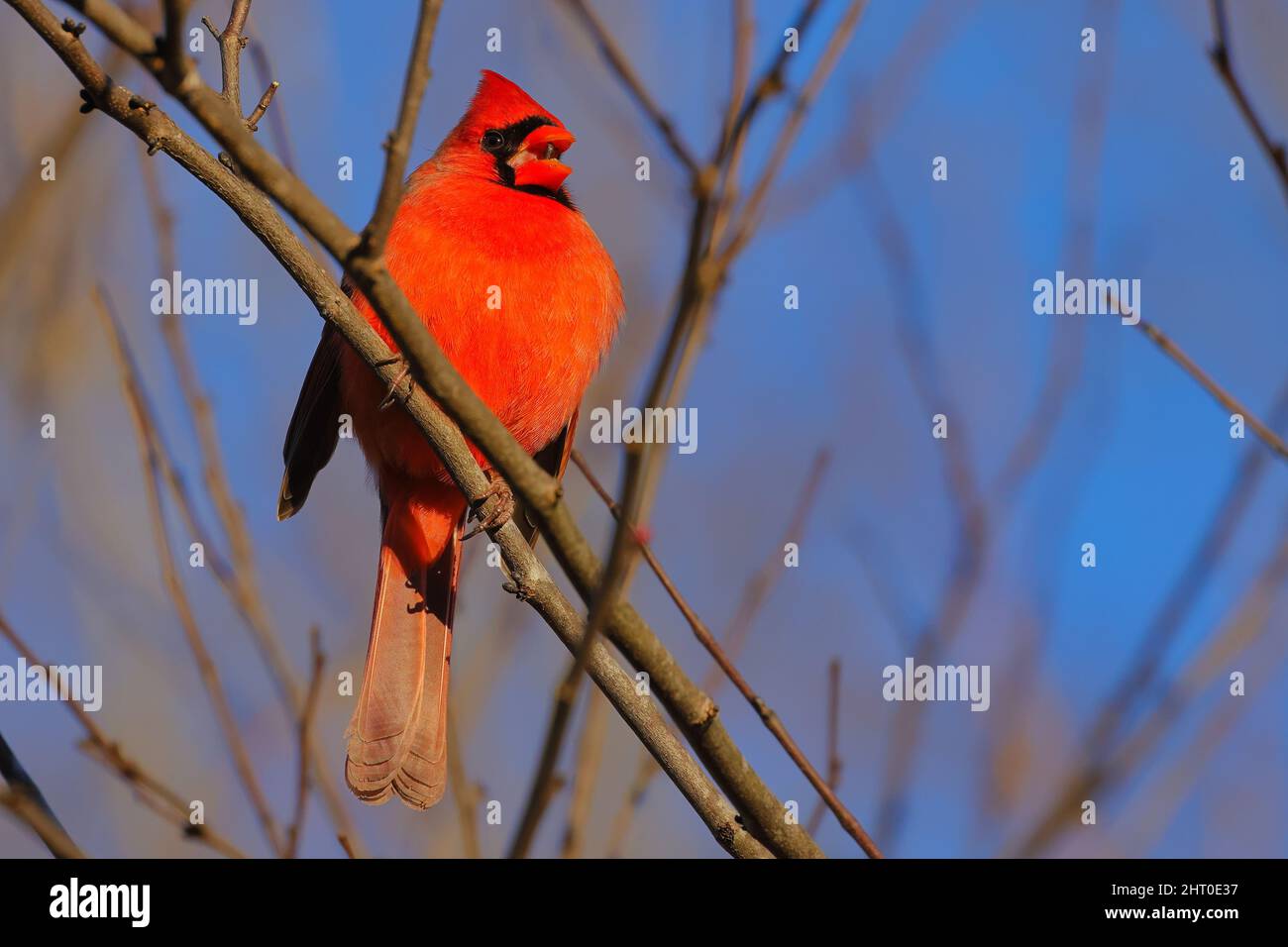 Closeup of a red cardinal on a tree branch on a blurred background ...