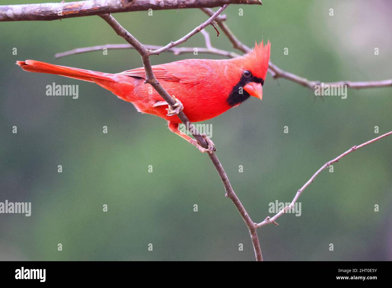 Closeup of the northern cardinal. Cardinalis cardinalis Stock Photo - Alamy