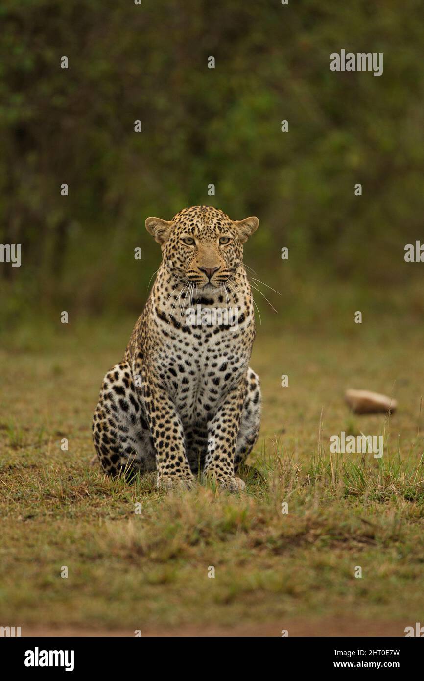 Leopard (Panthera pardus), seated, at rest. Upper Mara, Masai Mara ...