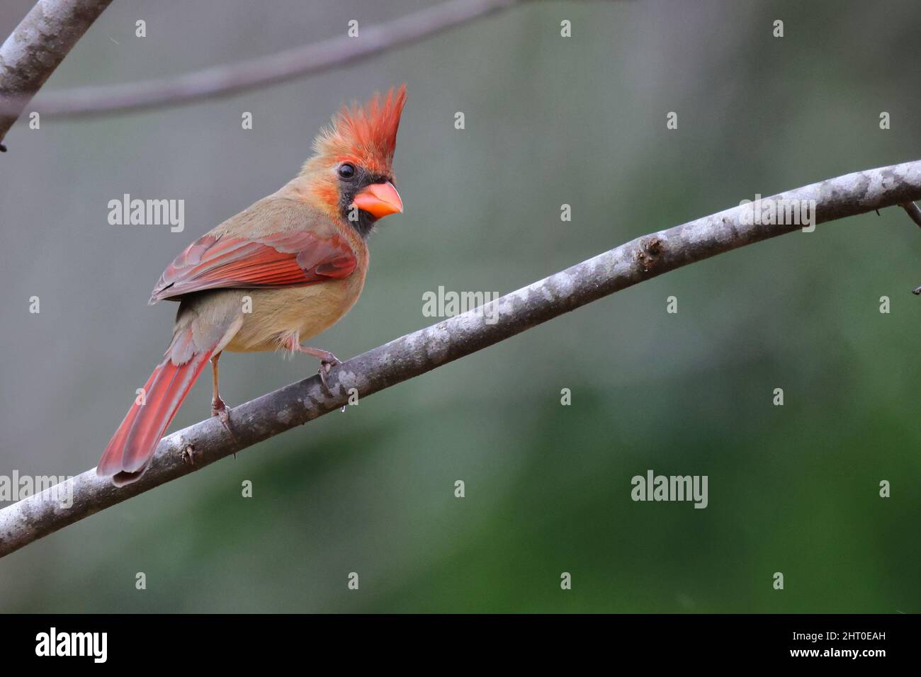 Closeup of a red cardinal on a tree branch on a blurred background ...