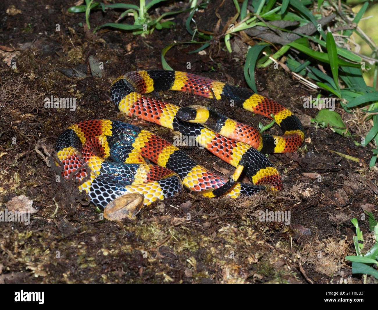 Costa Rican coral snake (Micrurus nigrocinctus) ) coiled on the forest ...