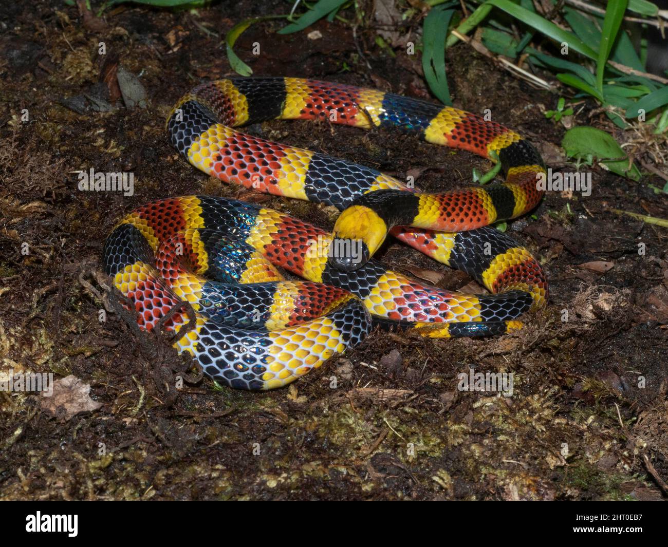 Costa Rican coral snake (Micrurus nigrocinctus) ) coiled on the forest ...