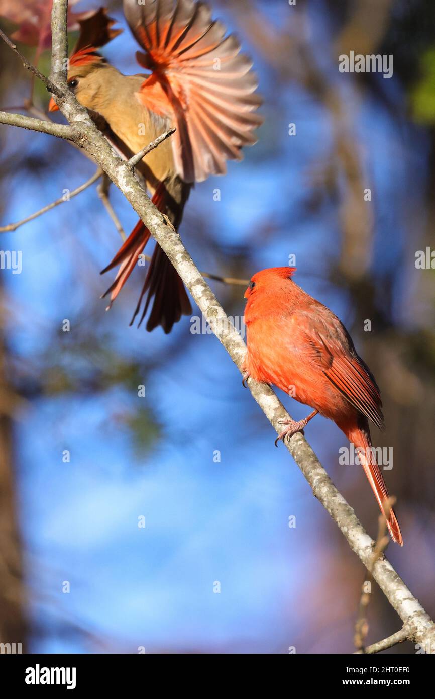 Two vibrant cardinals hi-res stock photography and images - Alamy