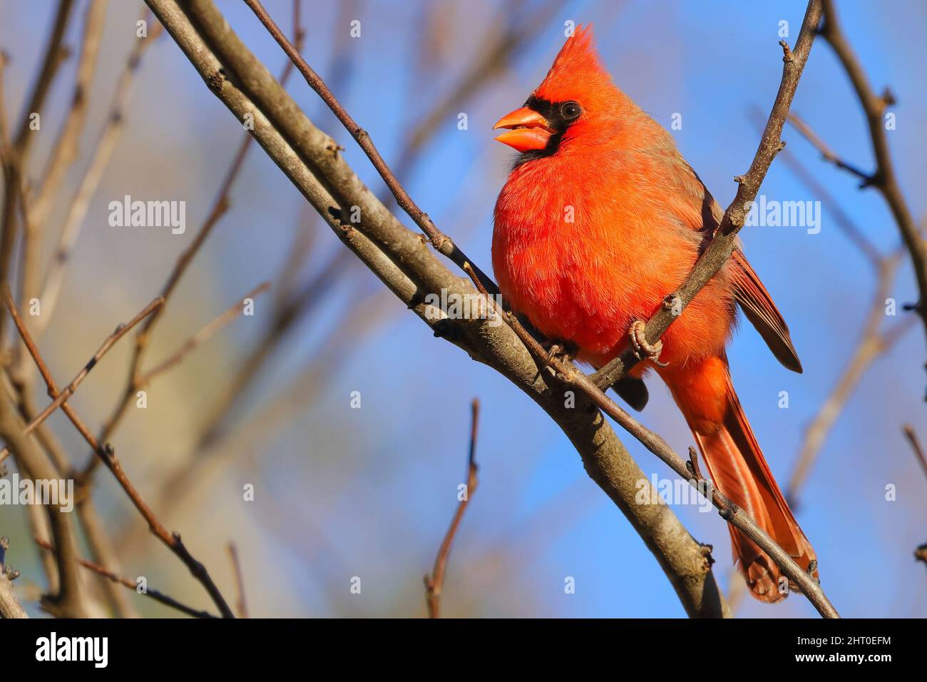 Closeup of the northern cardinal. Cardinalis cardinalis Stock Photo - Alamy