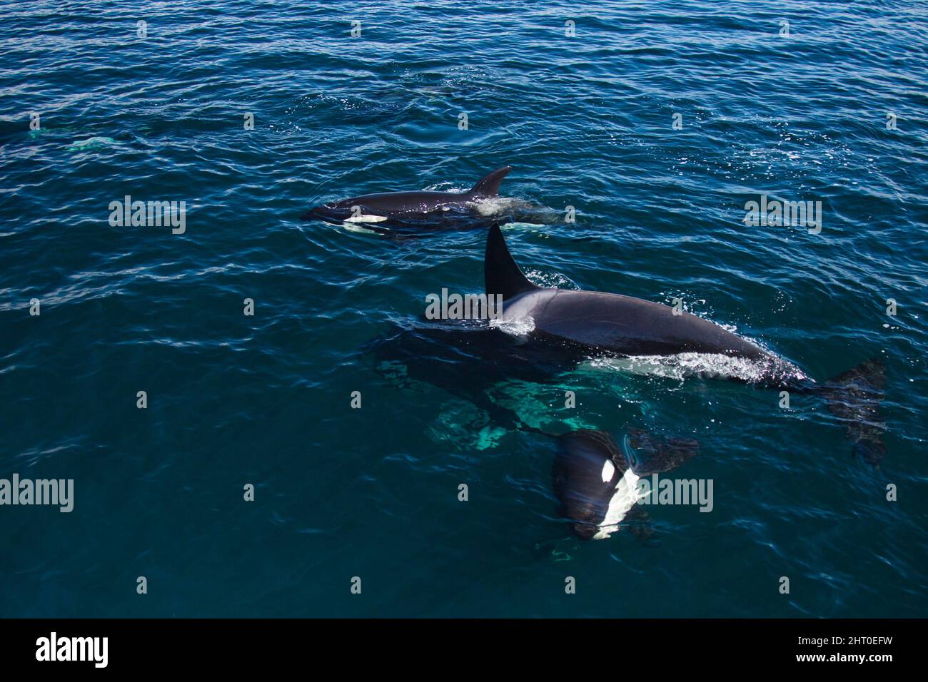 Killer whales (Orcinus orca), at the surface. Frederick Sound Stock ...