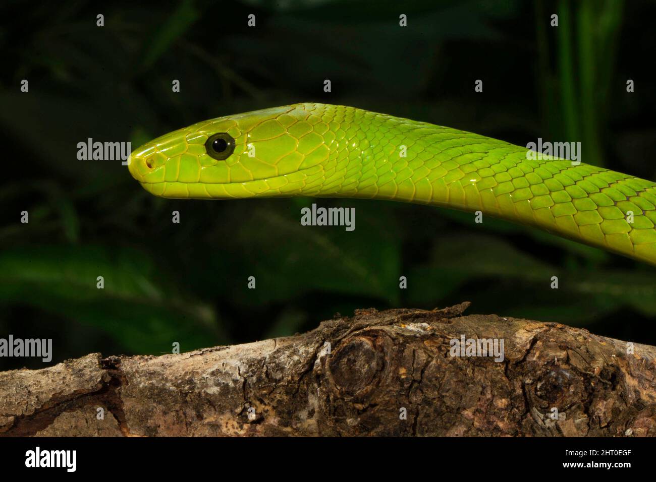 Eastern green mamba (Dendroaspis angusticeps) head. Kenya Stock Photo ...