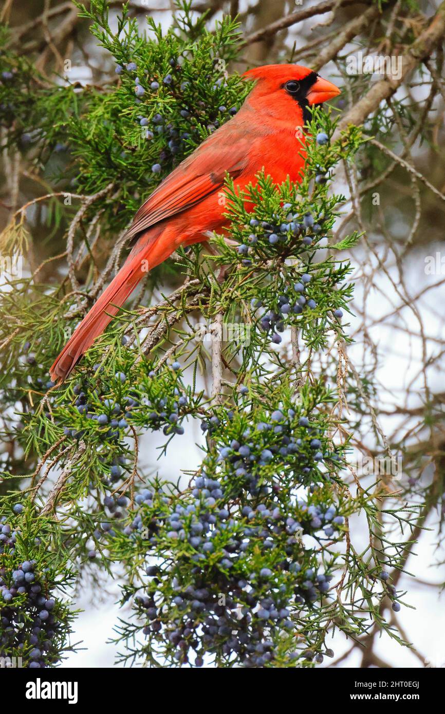 Vertical closeup of the northern cardinal. Cardinalis cardinalis Stock ...