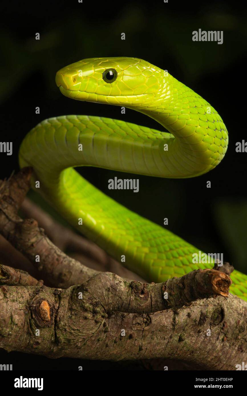 Eastern green mamba (Dendroaspis angusticeps) in a tree. Kenya Stock ...