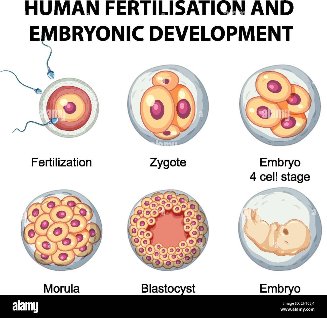 Human fertilisation and embryonic development in human infographic ...