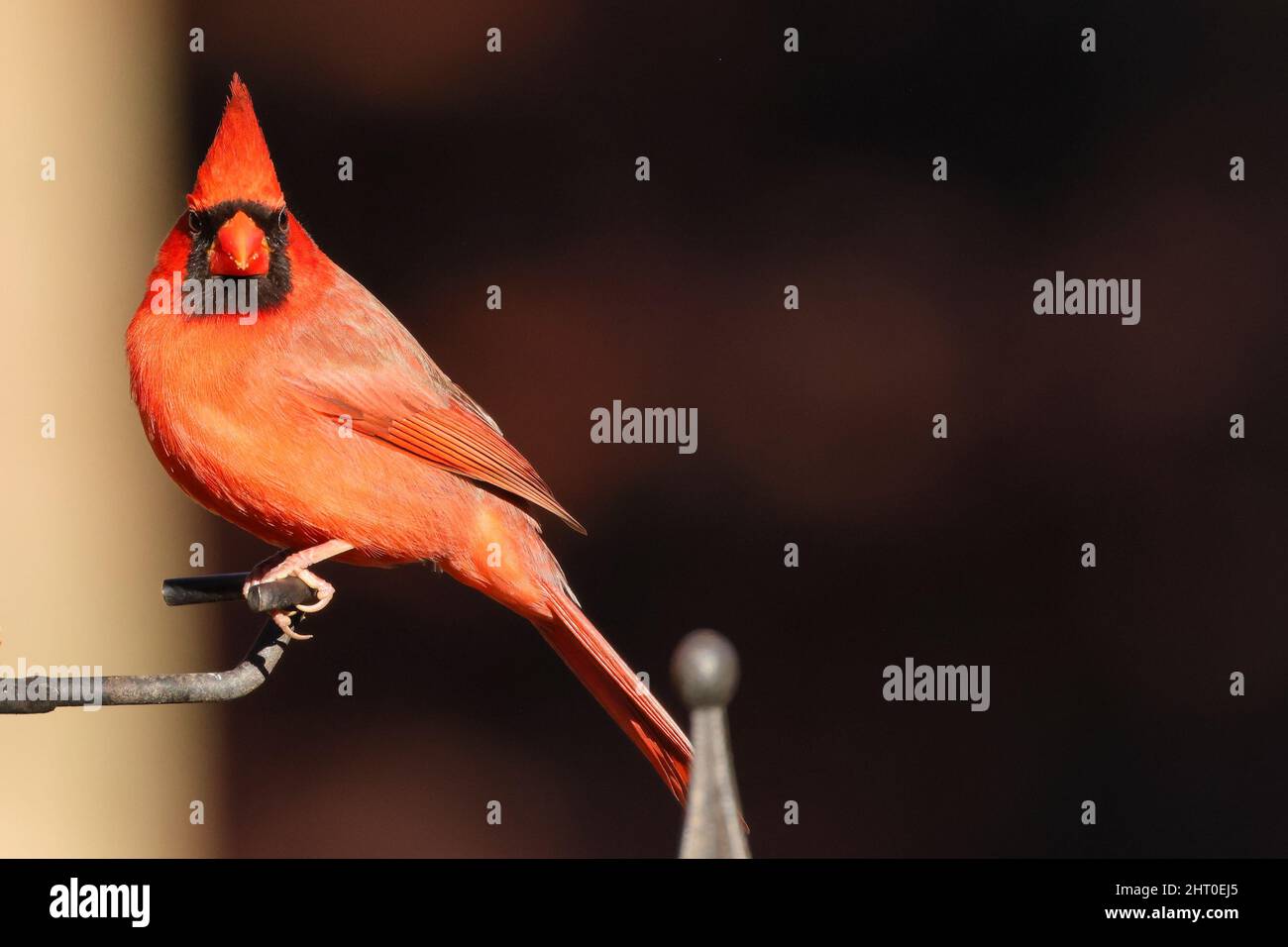 Closeup of the northern cardinal. Cardinalis cardinalis Stock Photo - Alamy